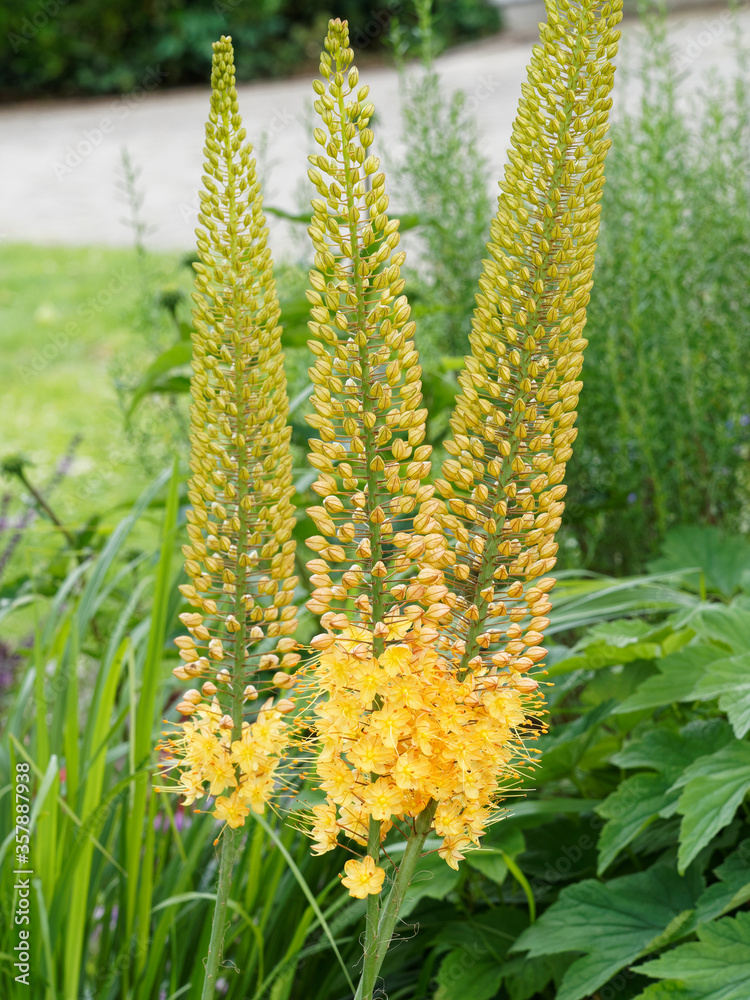 Eremurus stenophyllus - Erémures à feuilles étroites ou lis des steppes ...