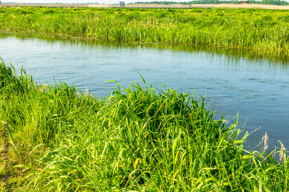 Narew Podlasie Podlaskie Narwiański Park Narodowy Rzeka woda trzcina ...
