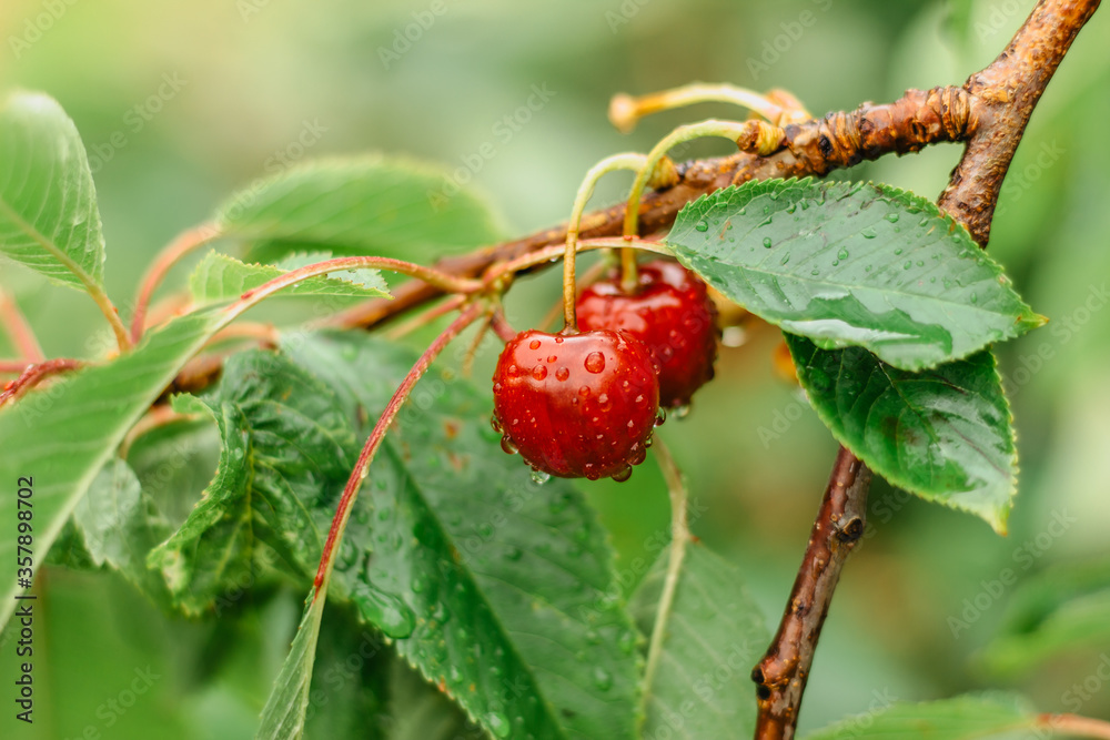 Cherries hanging on a cherry tree branch.Water droplets on fruits ...
