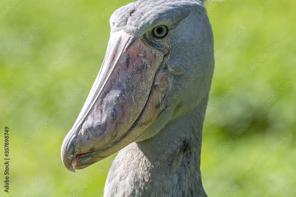 Shoebill stork in Uganda by Lake Victoria in East Africa. This is an ...