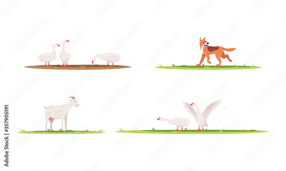 Farm animals semi flat vector illustration set. Geese on ranch. Dog ...