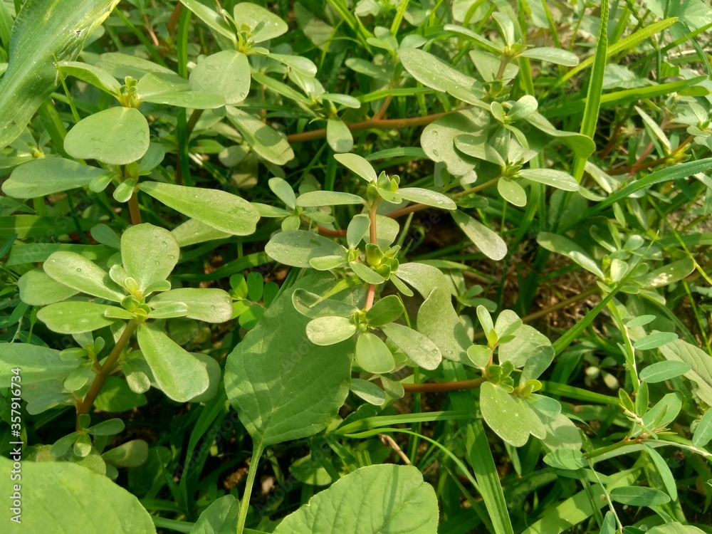Portulaca oleracea (also called krokot, gelang biasa, Resereyan, common ...