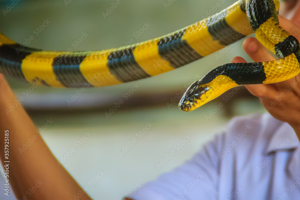 Banded Krait snake on a hand of the expert. The banded krait (Bungarus ...