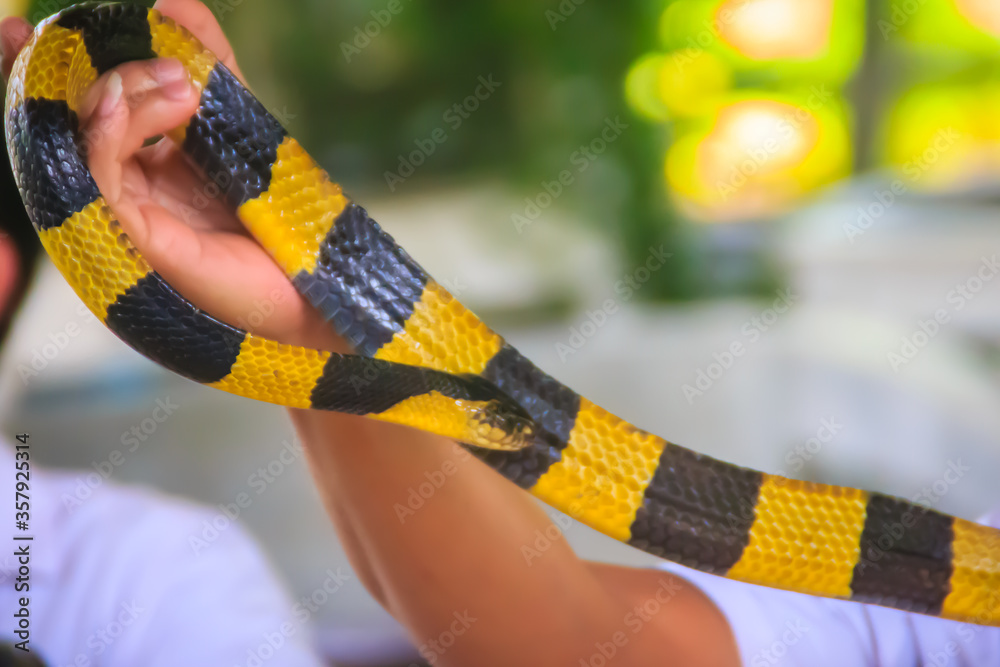 Banded Krait snake on a hand of the expert. The banded krait (Bungarus ...