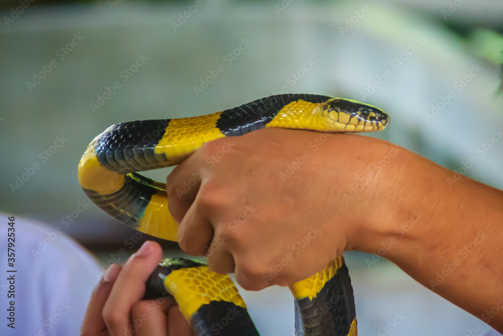 Banded Krait snake on a hand of the expert. The banded krait (Bungarus ...