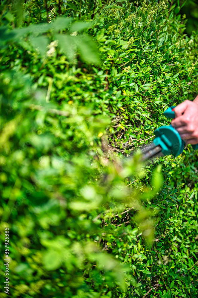 Cut the hedge with the hedge trimmer Stock Photo | Adobe Stock