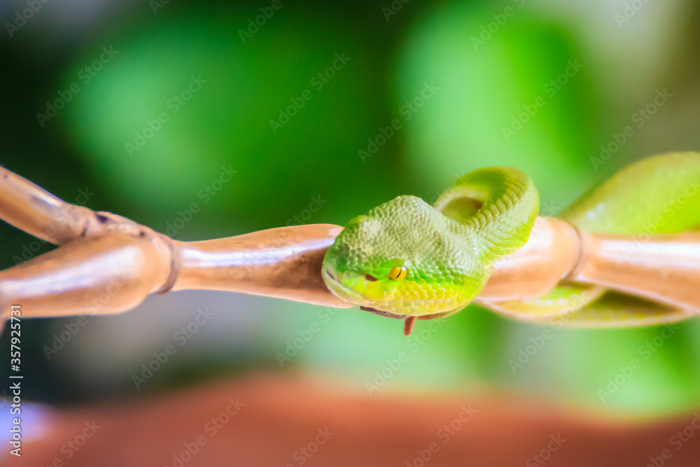 Foto de Scary green venomous pit viper is crawling on the branch. Green ...