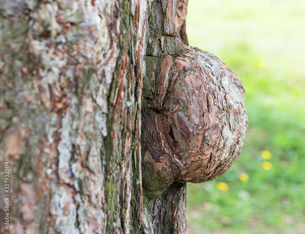Large burl on a tree trunk Stock Photo | Adobe Stock