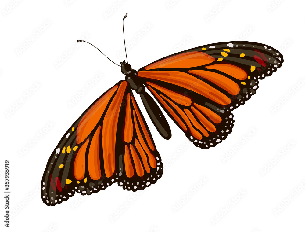 Stock vector illustration. Monarch butterfly of orange color. Drawing ...