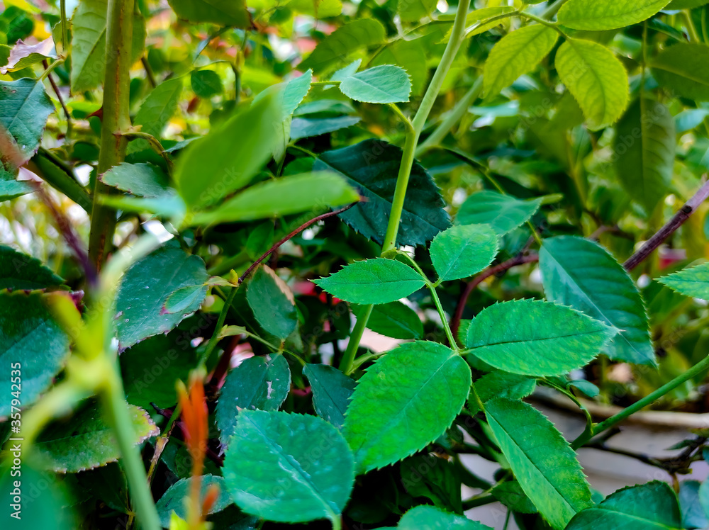 Fotografia do Stock: This is the green yellow light color leaves of the ...