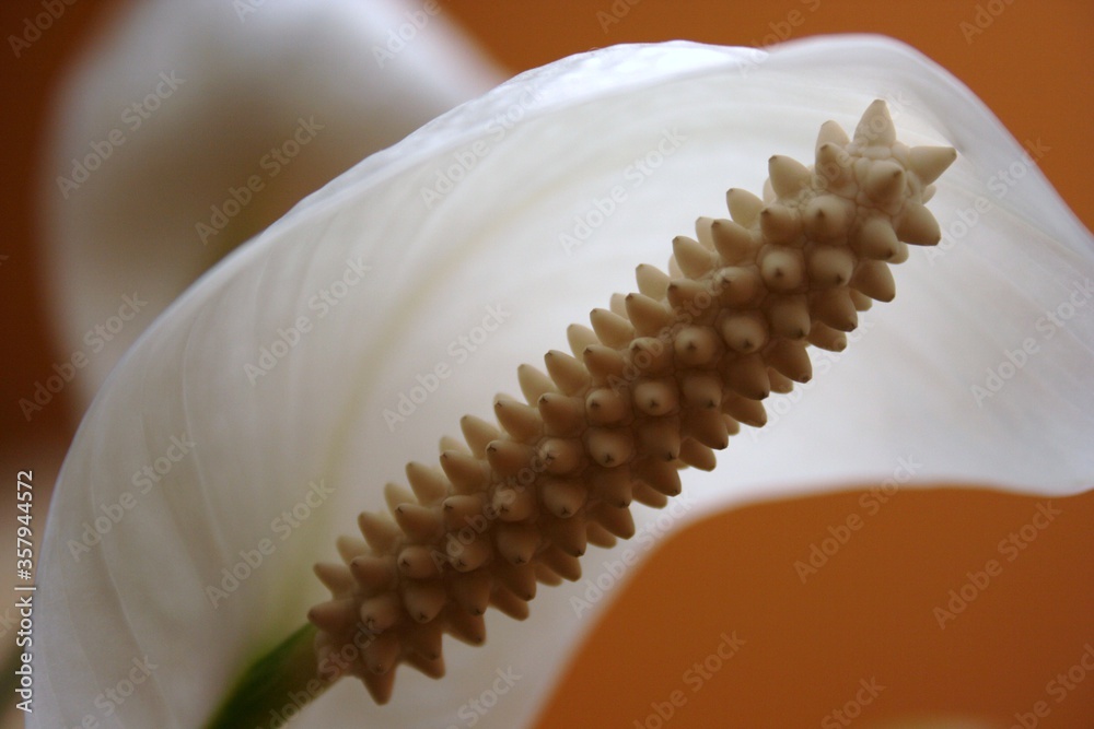 Flor cuna de moisés en etapa de maduración parte final de la floración ...