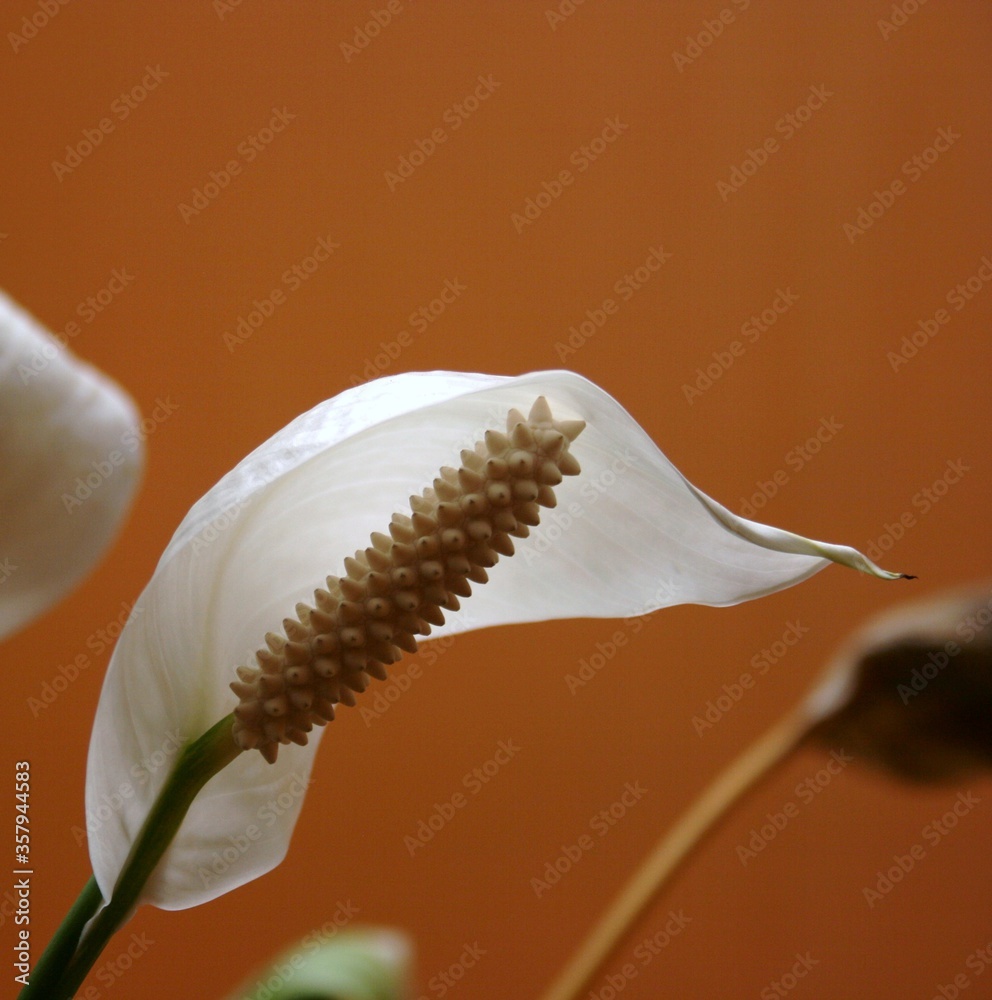 Flor cuna de moisés en etapa de maduración. Stock Photo | Adobe Stock