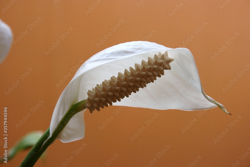 Flor cuna de moisés en etapa de maduración caída. 素材庫相片 | Adobe Stock