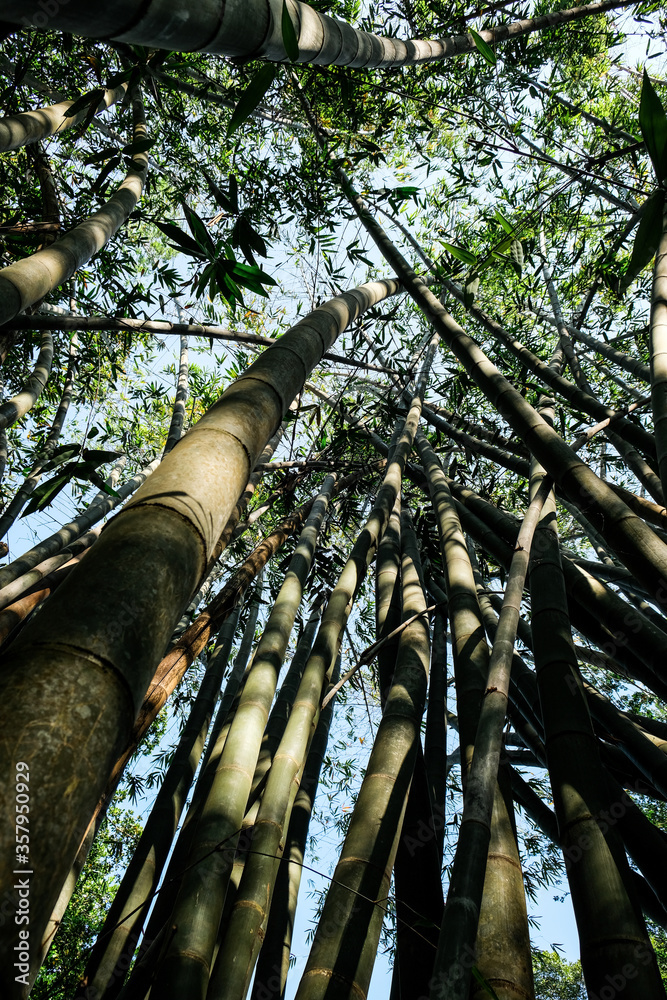Largest in the world giant bamboo trees growing up to the sky with ...
