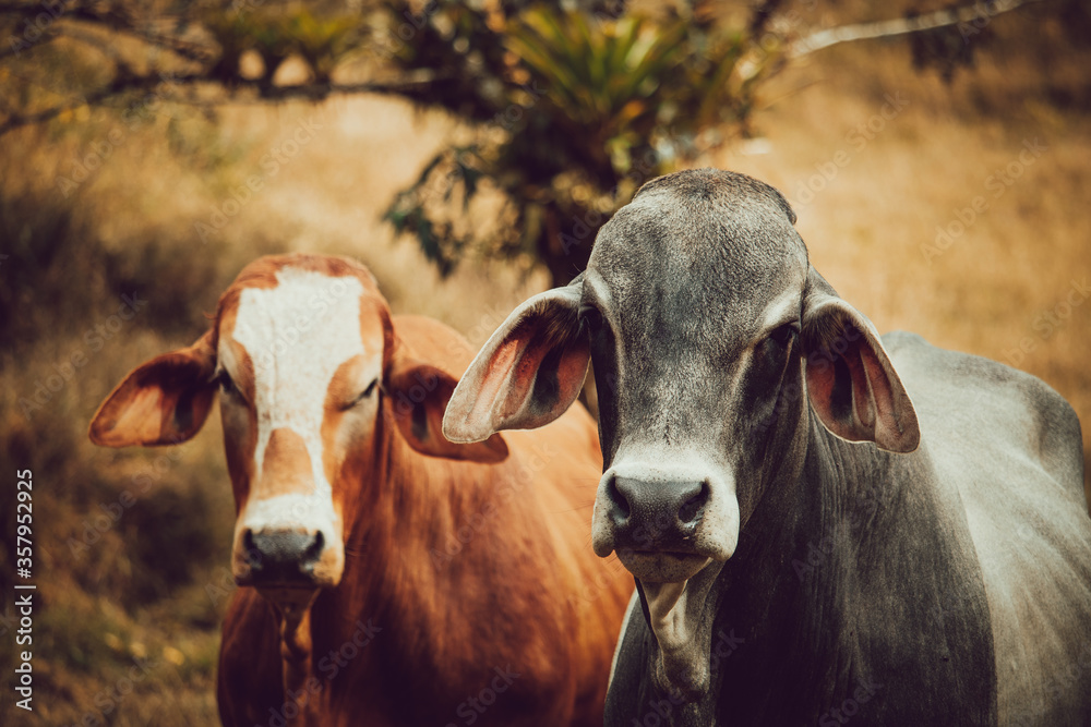 Beautiful Costa Rican cows ( Zebu) in a field. Stock Photo | Adobe Stock