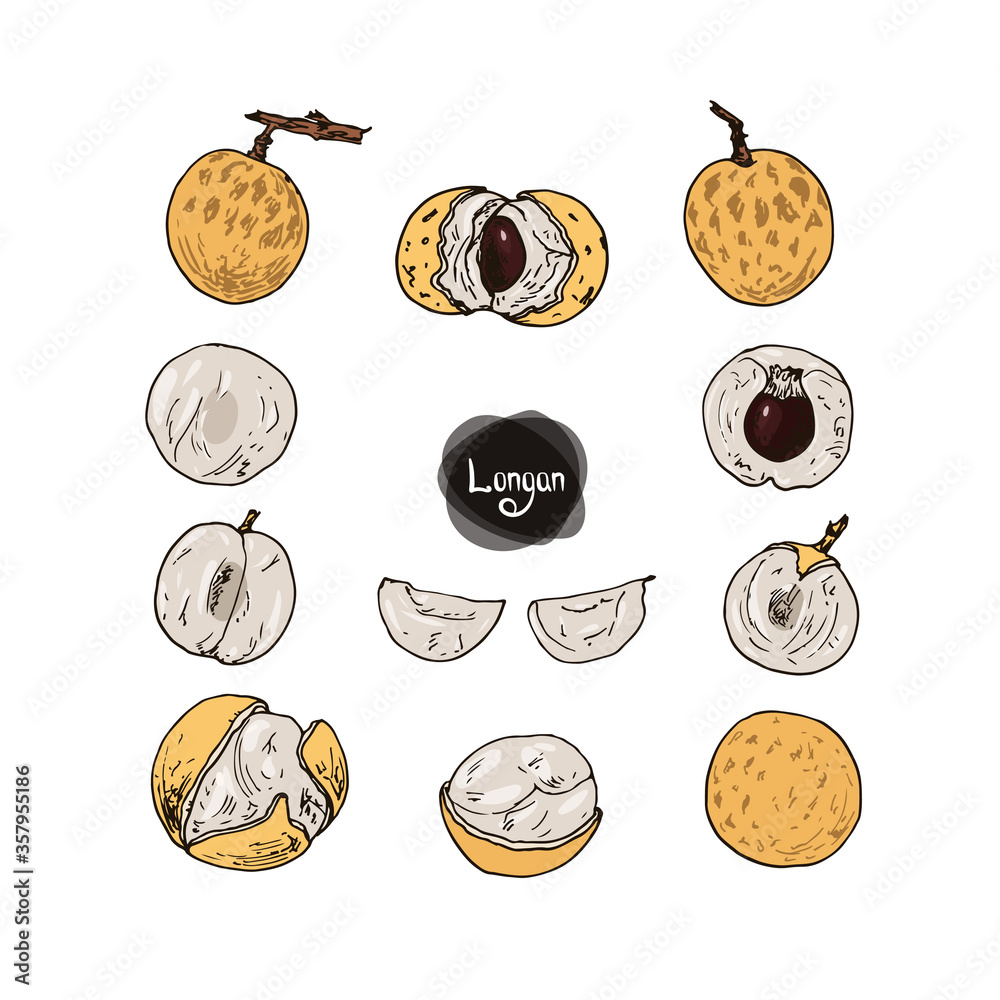 Hand drawn sketch style longan fruit set. Color illustration. Stock ...