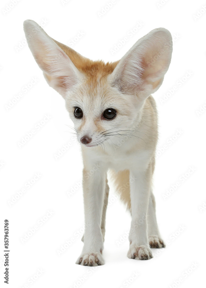 fennec fox on a white background in studio Stock Photo | Adobe Stock