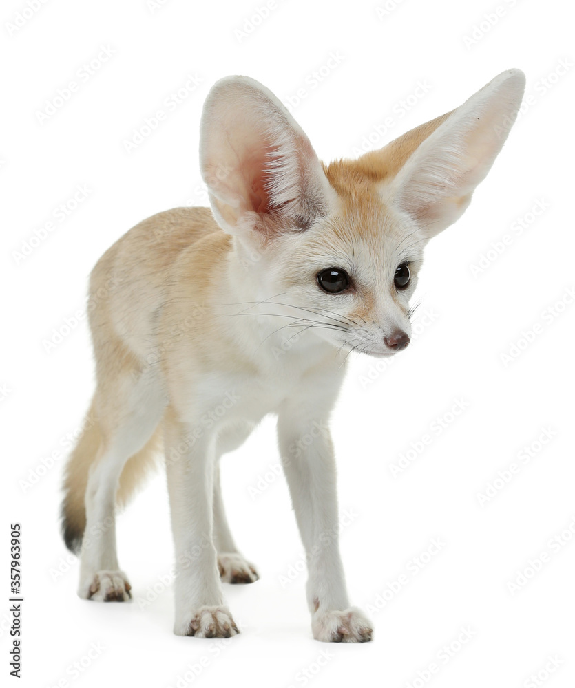 White Fennec Fox Full Grown