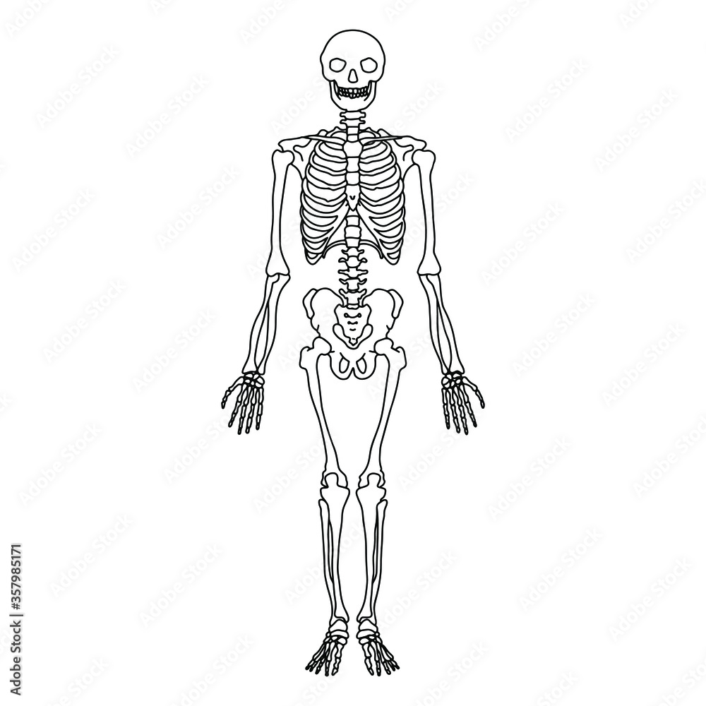 Human skeleton, drawn by lines on white background. Vector Stock ...