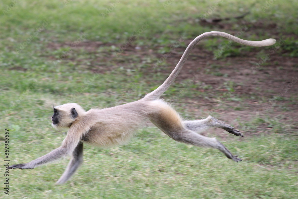 Indian Monkey, animal, nature, mammal, wildlife, wild, baboon, zoo ...