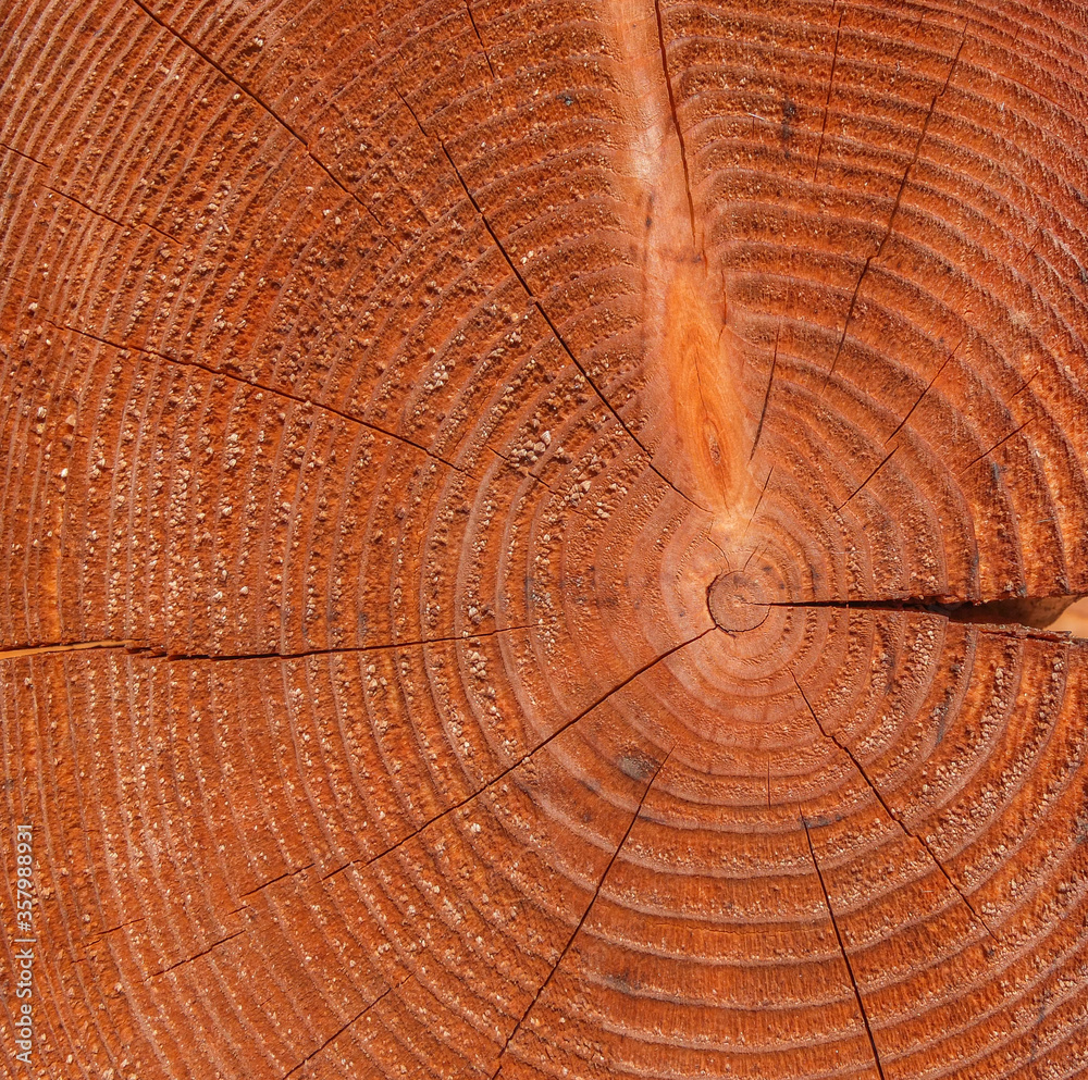 Cross section of tree stump Stock Photo | Adobe Stock
