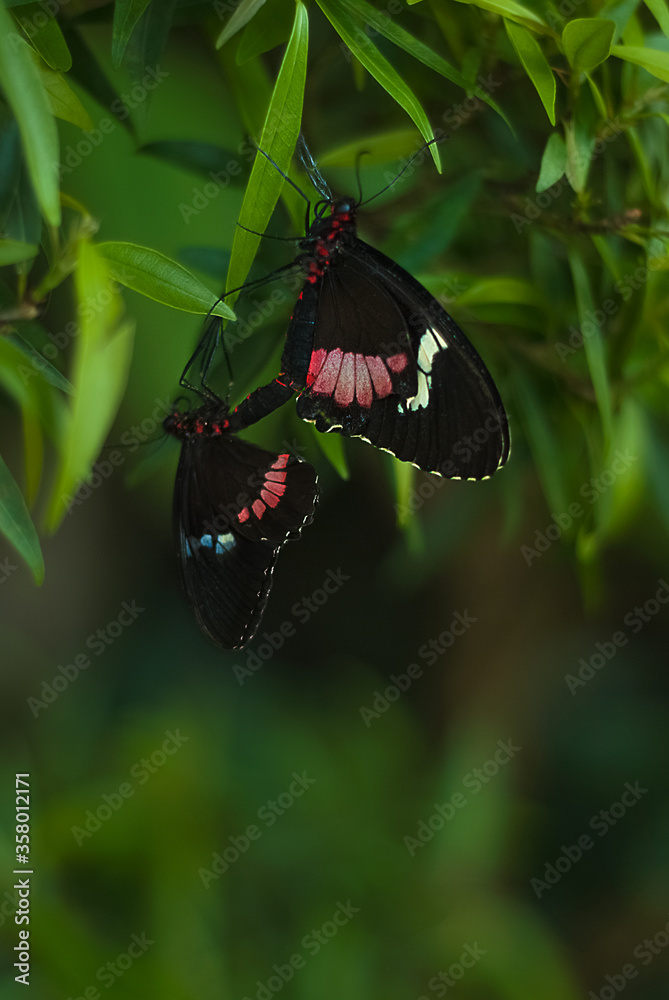 Red-spotted Swallowtails Papilio Anchisiades coupling and mating of ...
