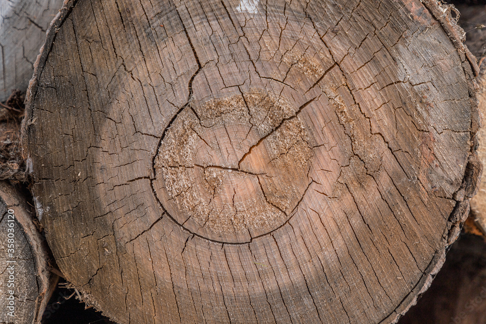 Texture Of Wood Logs Cut Wood Storage For Industry Felled Tree Trunks