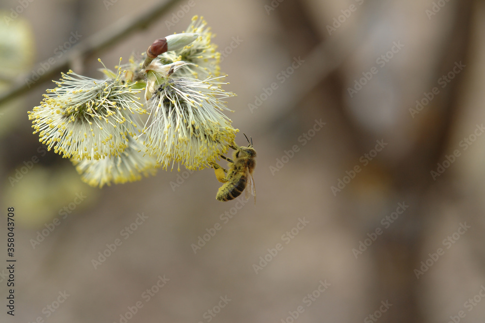 Honey bee, covered with yellow pollen, drinking nectar and collecting ...