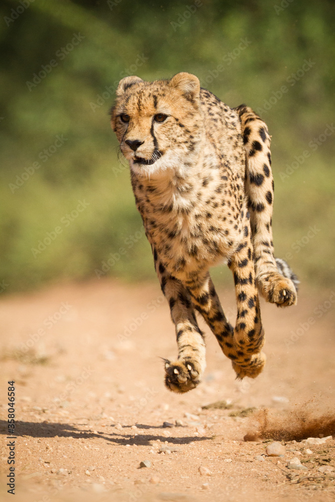 One adult cheetah chase with all legs off the ground in Kruger Park ...