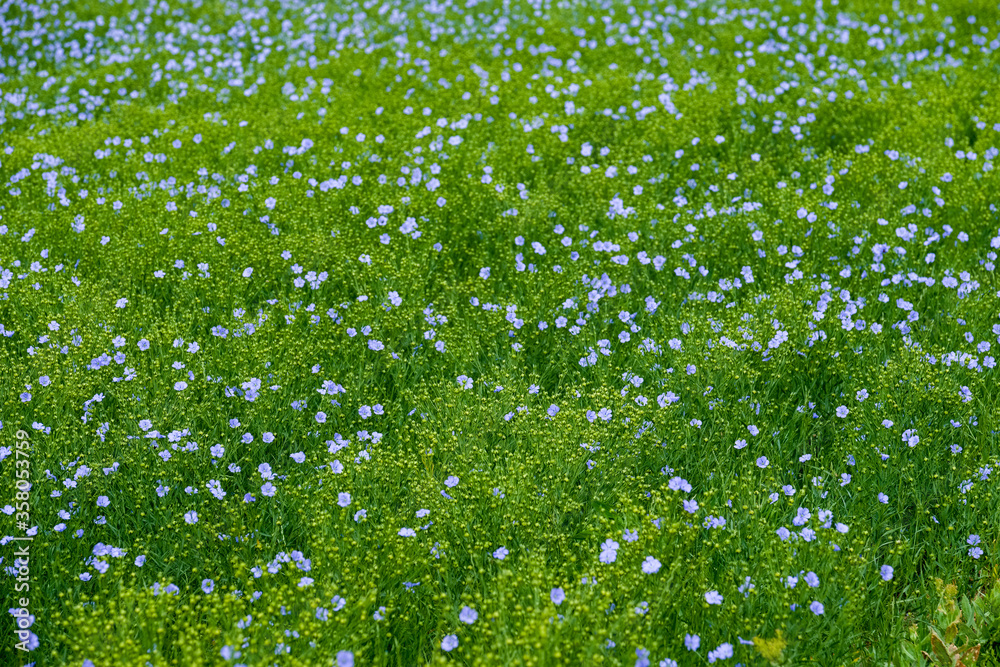 Fleurs de lin Stock Photo | Adobe Stock