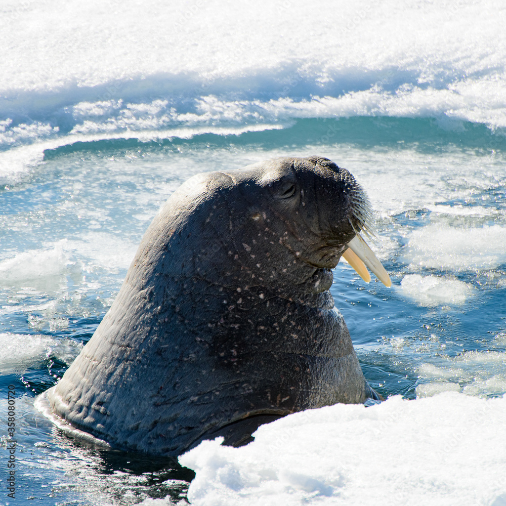Walrus swims in the water in Arctic Stock Photo | Adobe Stock