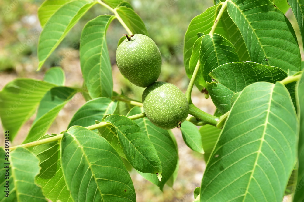 Noce, frutto immaturo degli alberi del genere Juglans, Juglans regia ...