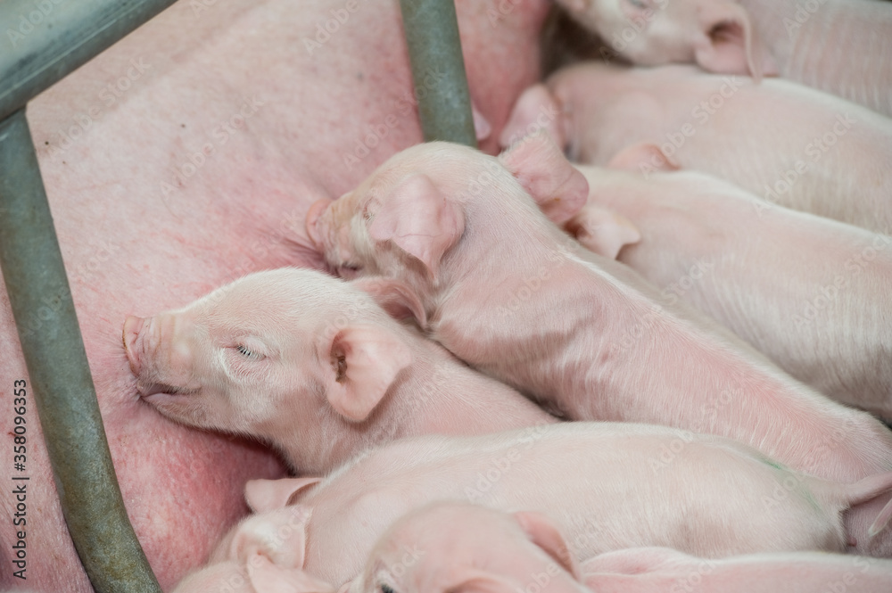 Pig factory farming is a subset of pig farming and of Industrial animal ...