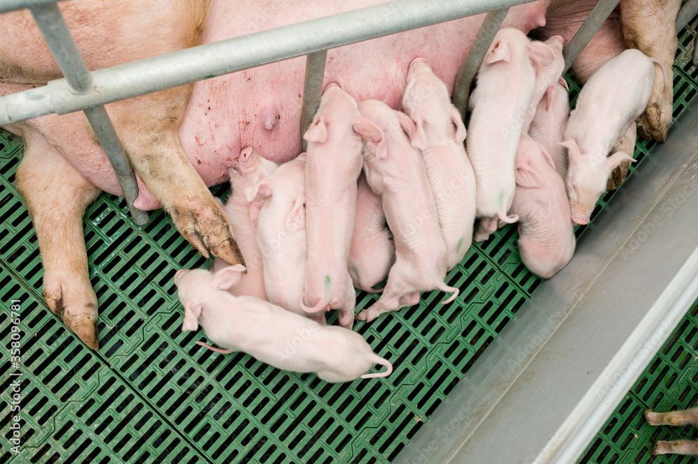 Pig farming is the raising and breeding of domestic pigs as livestock ...