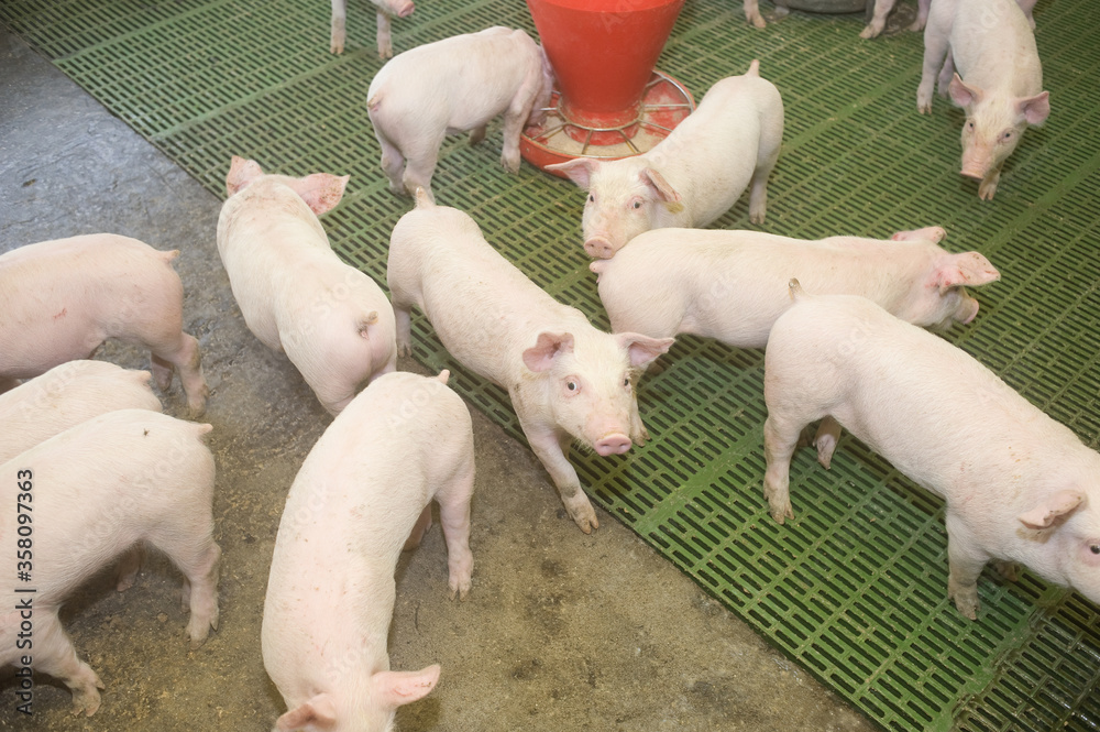 Pig factory farming is a subset of pig farming and of Industrial animal ...
