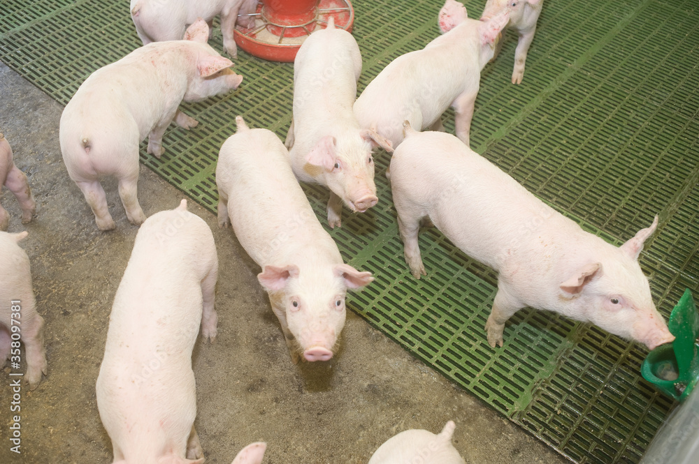 Pig farming is the raising and breeding of domestic pigs as livestock ...