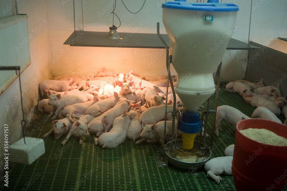 Pig farming is the raising and breeding of domestic pigs as livestock ...