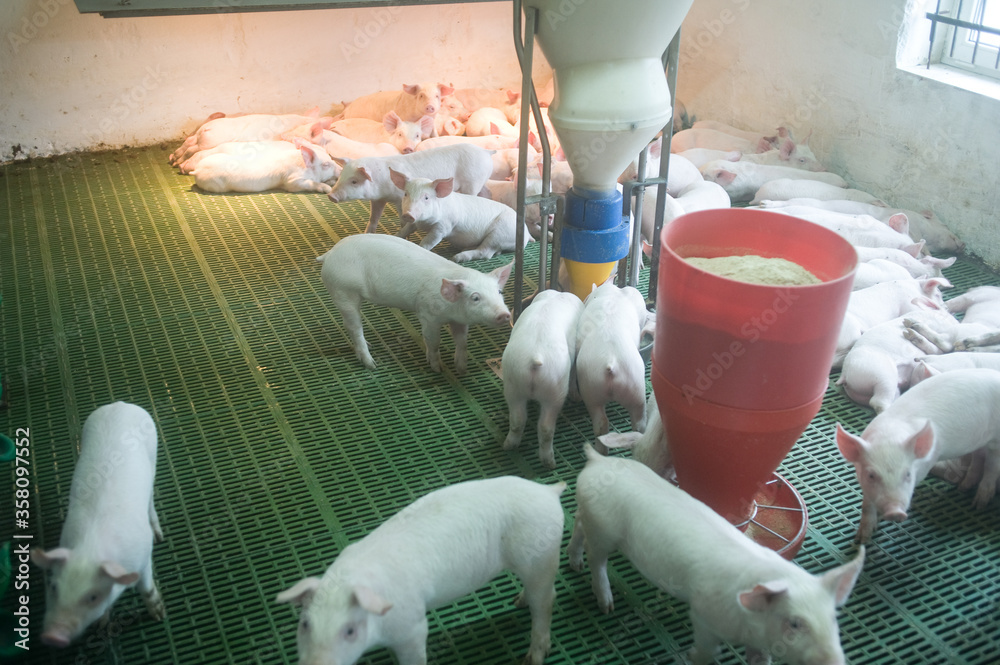 Pig farming is the raising and breeding of domestic pigs as livestock ...