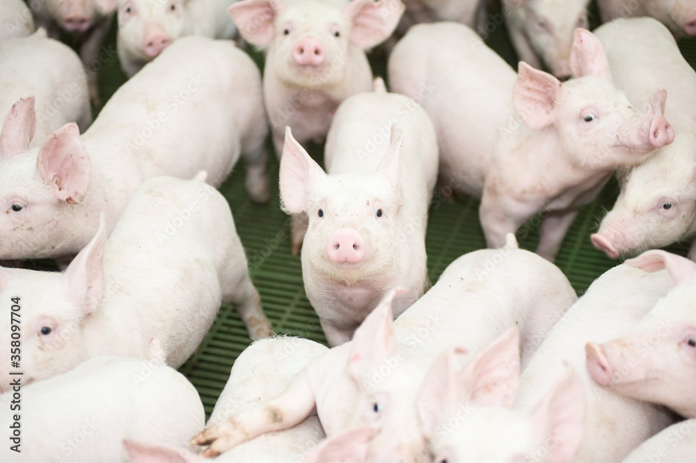 Pig factory farming is a subset of pig farming and of Industrial animal ...