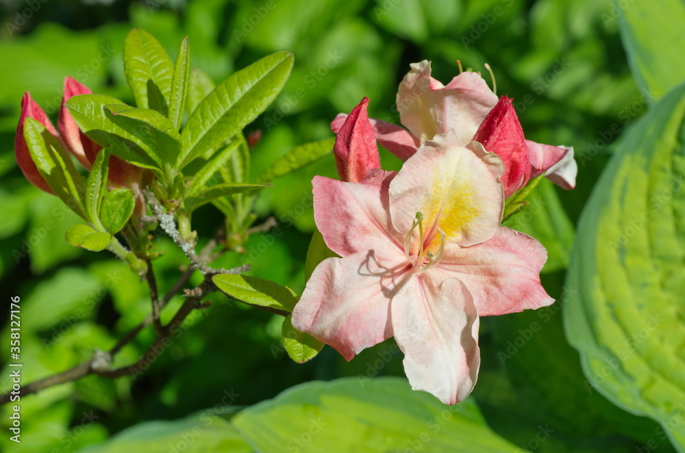 The Japanese rhododendron (lat. Rhododendron japonicum) blooms in the ...