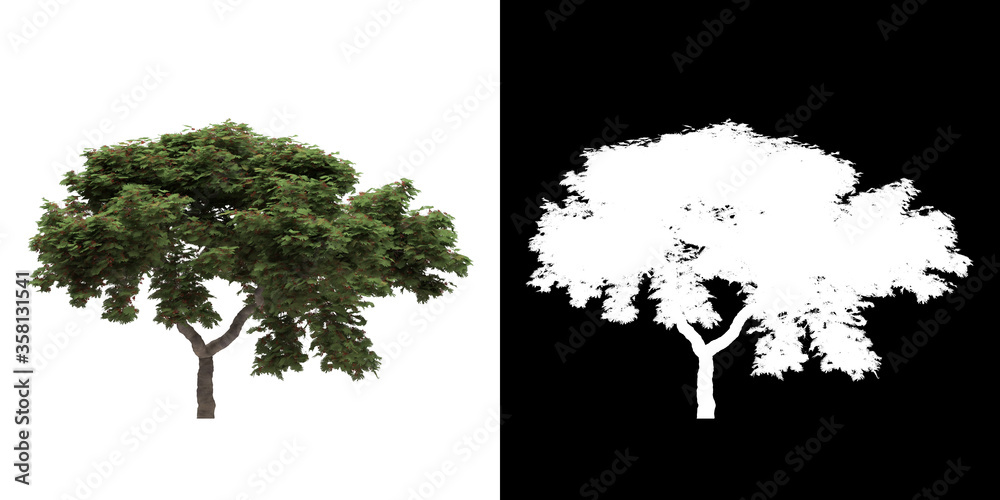 Front view of tree (Delonix Regia) png with alpha channel to cutout ...