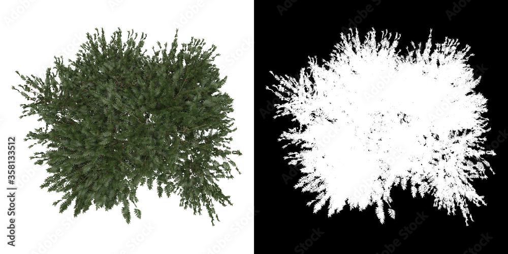 Top view of tree (Rhus Typhina) png with alpha channel to cutout made ...