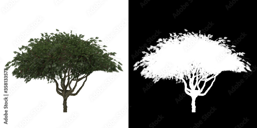 Front view of tree (Rhus Typhina) png with alpha channel to cutout made ...