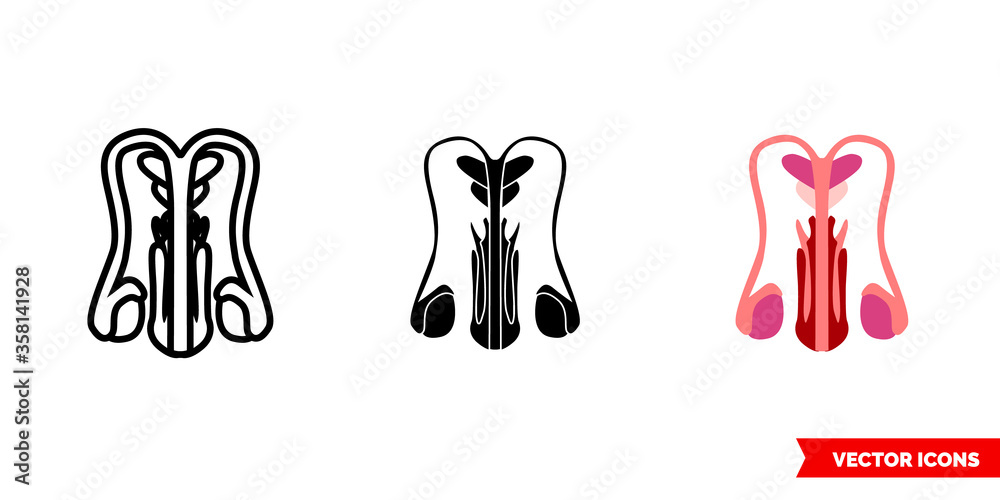 Male reproductive system icon of 3 types. Isolated vector sign symbol ...