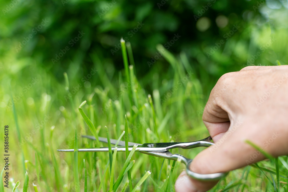 a man's hand mows the lawn with scissors, the concept of cutting and ...