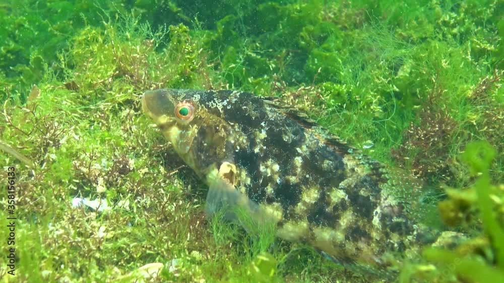 Fishes of the Black Sea. Large male fish Grey wrasse (Sympodus cinereus ...