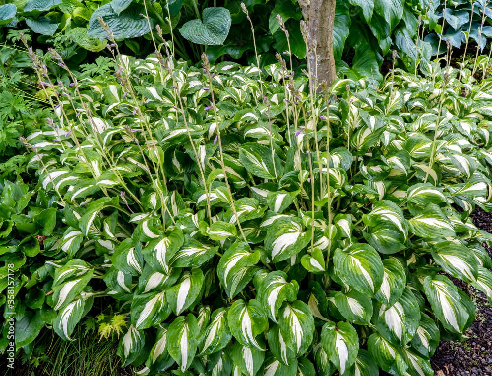 Cream Topping Hosta after a light rain Stock Photo | Adobe Stock