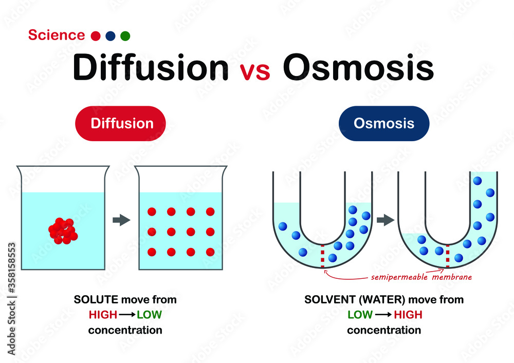 Science graphic show difference of diffusion and osmosis Stock Vector ... Science graphic show difference of diffusion and osmosis Stock Vector ...