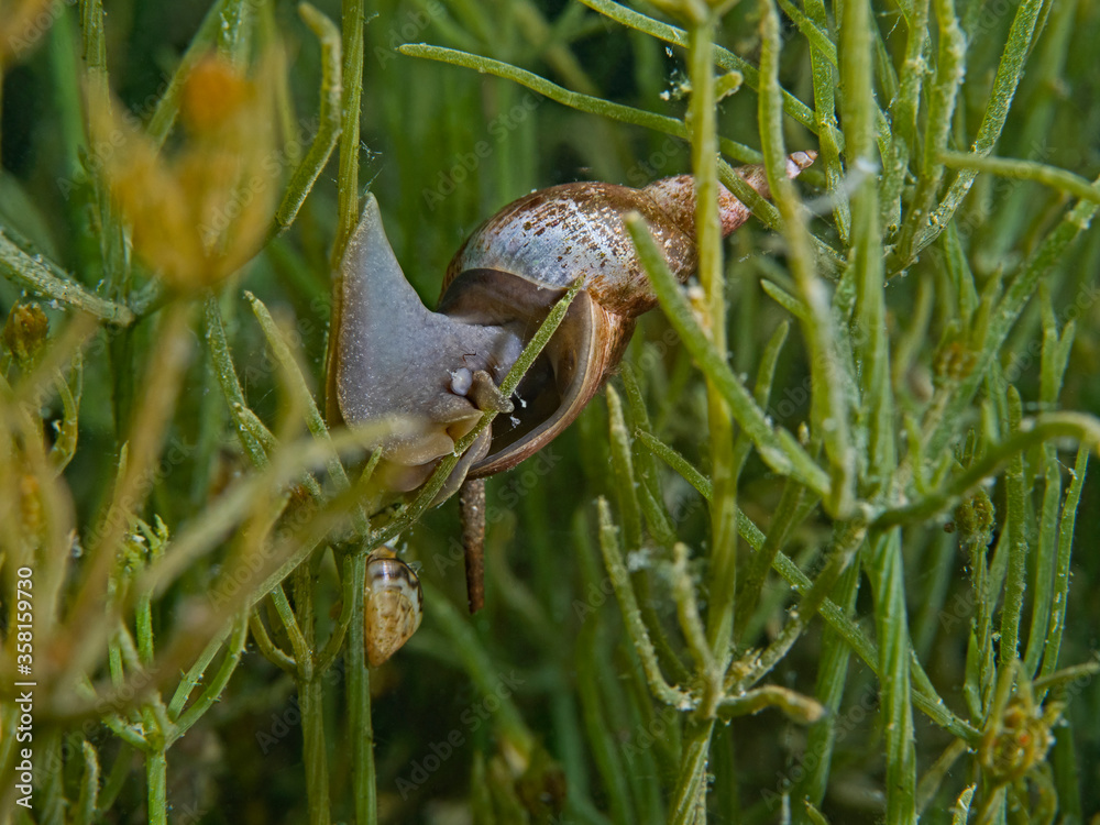 Great pond snail, Spitzschlammschnecke (Lymnaea stagnalis) Stock Photo ...