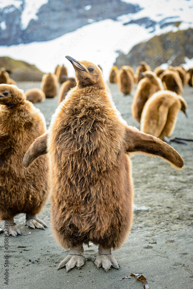 It's Baby penguin portrait with orange feathers in South Georgia in ...